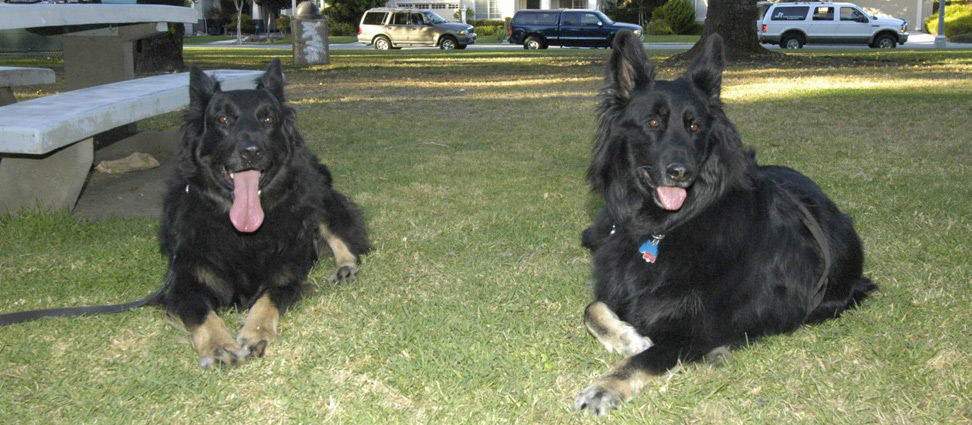 Canine Classes in Fremont, CA | The American Canine Institute